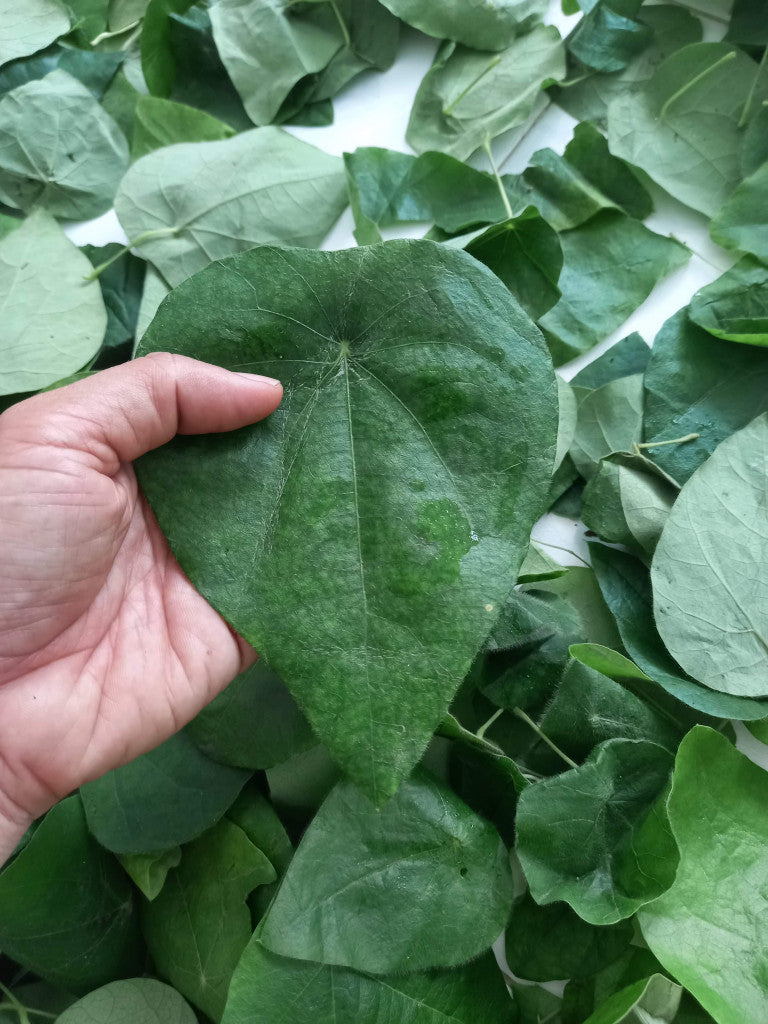 Green Grass Jelly Vine Seeds (Tiliacora triandra) | Sương Sâm Lông | T ...