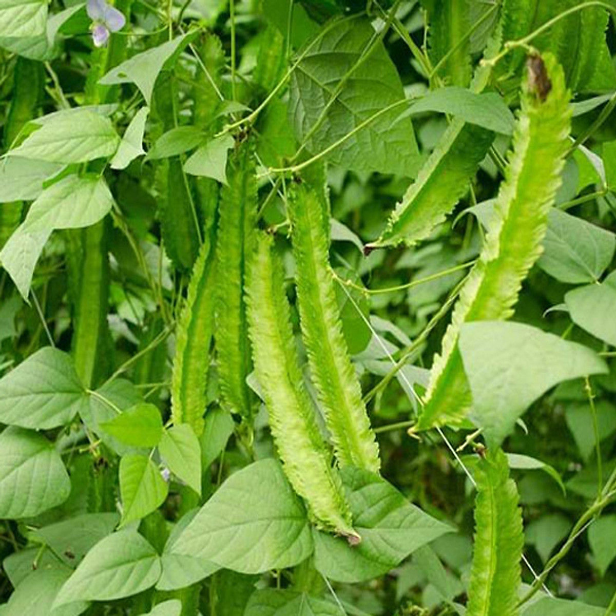 Winged Bean ( Đậu Rồng) Seeds - Heirloom, Non-GMO – Mai's Family