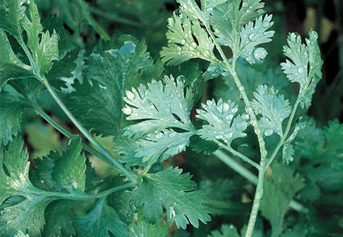Cilantro Seeds - Slow Bolt (Organic) – Mai's Family