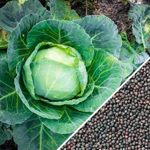 Cabbage Seeds - All Seasons - Organic – Mai's Family