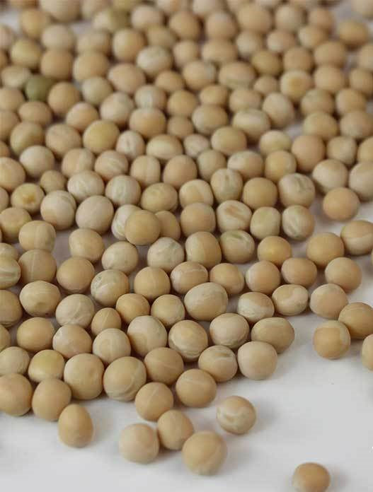 Organic Yellow Pea Sprouting Seeds – Mai's Family